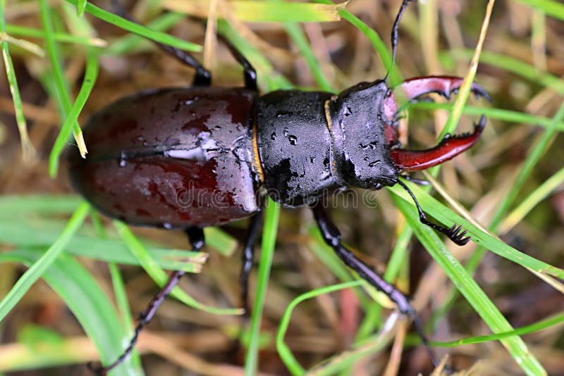 Wet stag Beetle stock photo. Image of horn, creature - 120420646