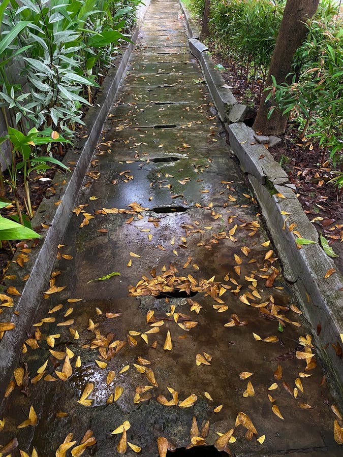 Wet Stone Path or Cobbled Street with Fallen Leaves after the Rain. Wet ...