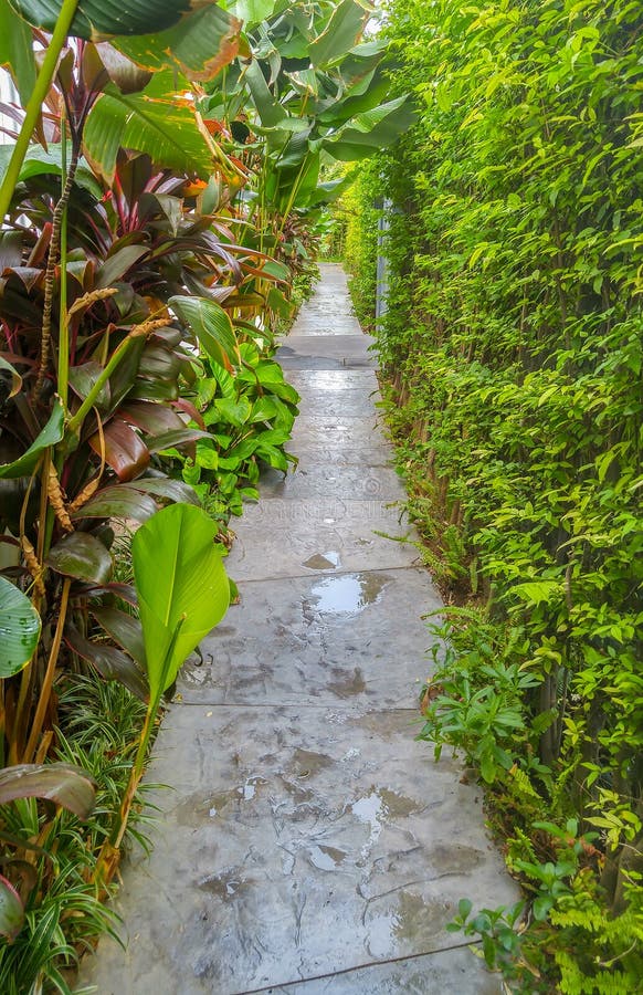 Wet Stone Pathway after Rain through Various Type of Trees Stock Photo ...