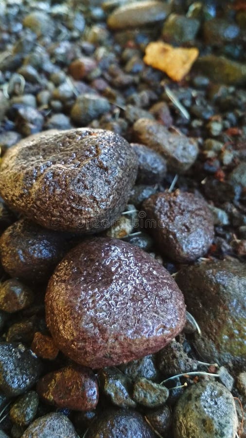 Wet stone under the tree stock image. Image of stone - 184999761