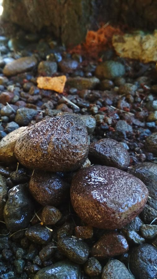 Wet stone under the tree stock image. Image of stone - 184999795