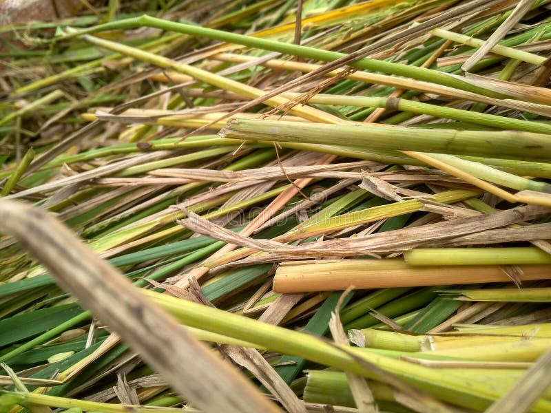 Wet straw after harvest stock photo. Image of soil, food - 270143088