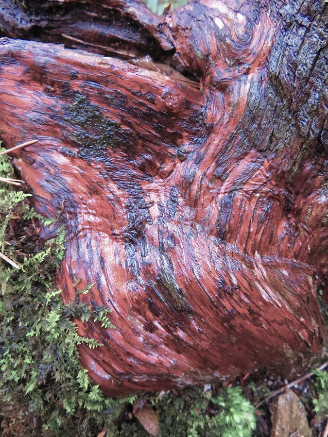 Wet striated red tree root stock photo. Image of root - 192039930