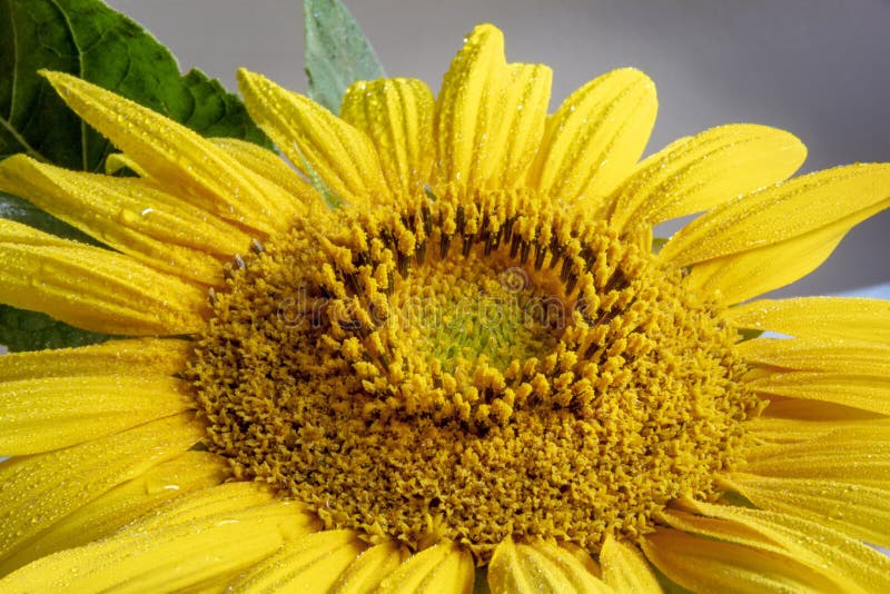 Wet Sunflower Inflorescence from Rain and Dew. Stock Photo - Image of ...