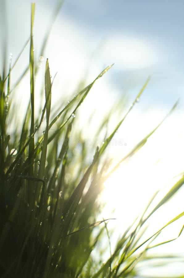 Wet sunny grass stock image. Image of droplet, green - 79164019