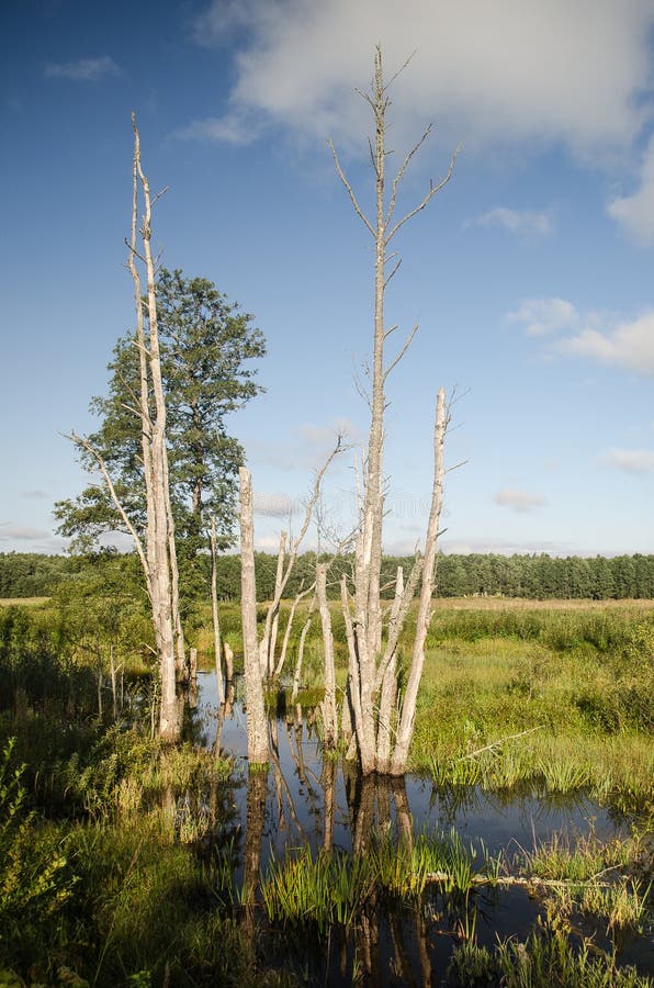 Wet swamp with dead trees stock image. Image of wood - 220838729