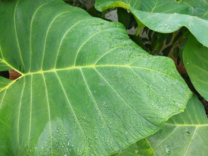 Wet taro leaves. stock photo. Image of food, vegetable - 263208002