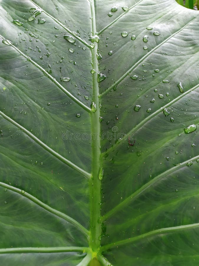 Wet Taro Leaves Splashed by Water Stock Photo - Image of moisture ...