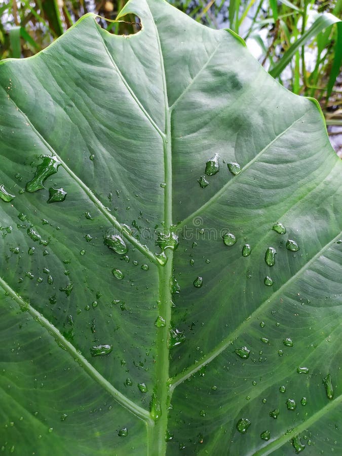 Wet Taro Leaves Splashed by Water Stock Image - Image of moisture ...