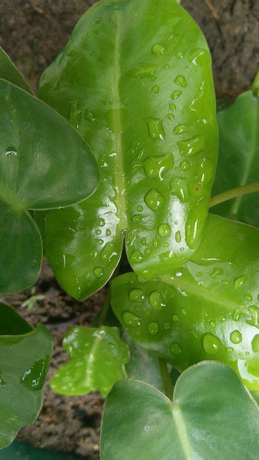 A sheet of wet taro petals stock photo. Image of plant - 207085964