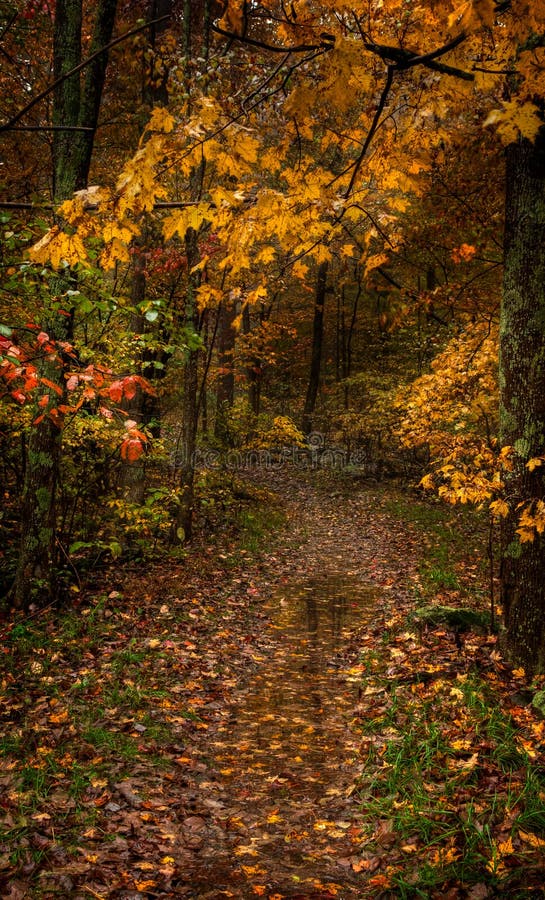 Wet Trail stock photo. Image of nature, rainy, wooded - 22511710