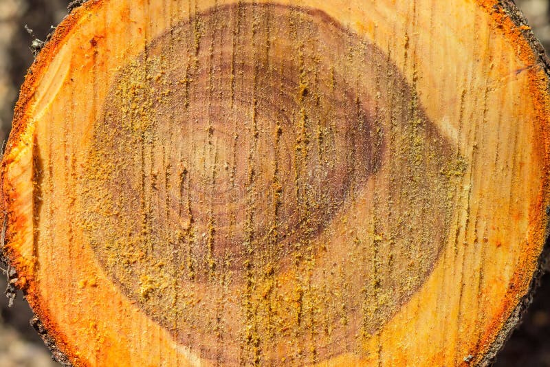 Cut a Transverse Trunk of a Coniferous Tree with Annual Rings on the ...