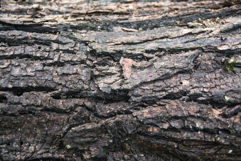 Wet tree bark. stock image. Image of park, texture, wood - 80929863