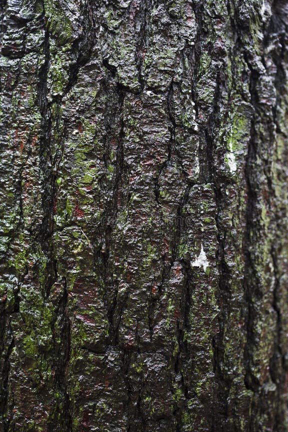 Wet Tree Bark Texture Close Up View Stock Photo - Image of natural ...
