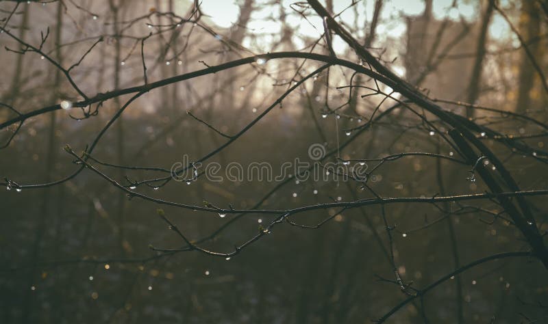 A Wet Tree Branch with Dew on the Background Stock Photo - Image of ...
