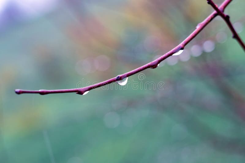 Wet Tree Branch with Raindrops on a Blurred Background Stock Image ...