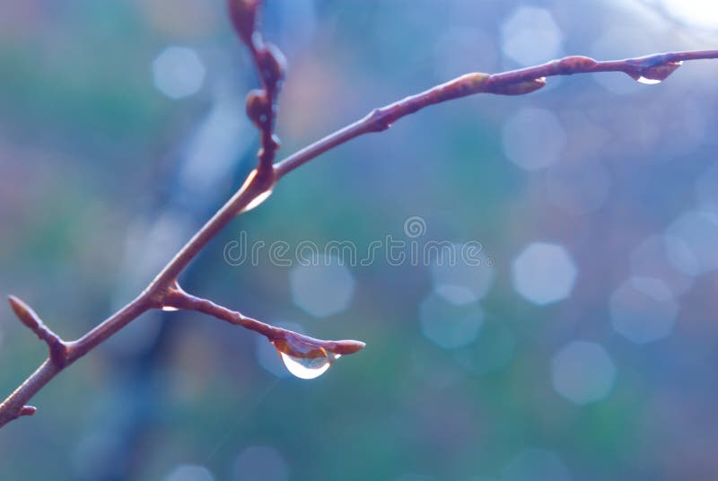 Wet Tree Branch in Water Drops Stock Photo - Image of beauty, macro ...