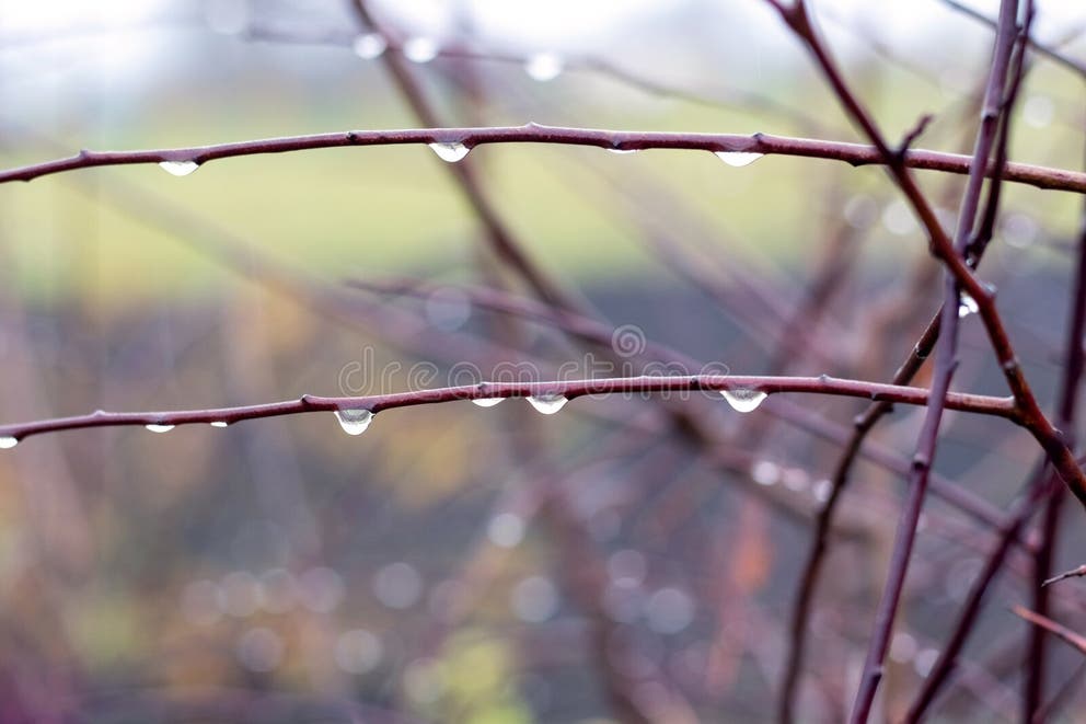 Wet Tree Branches with Raindrops on a Blurred Background Stock Image ...