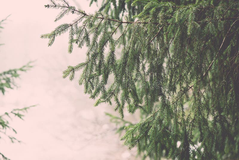 Wet Tree Branches in Winter Forest - Vintage Retro Stock Image - Image ...