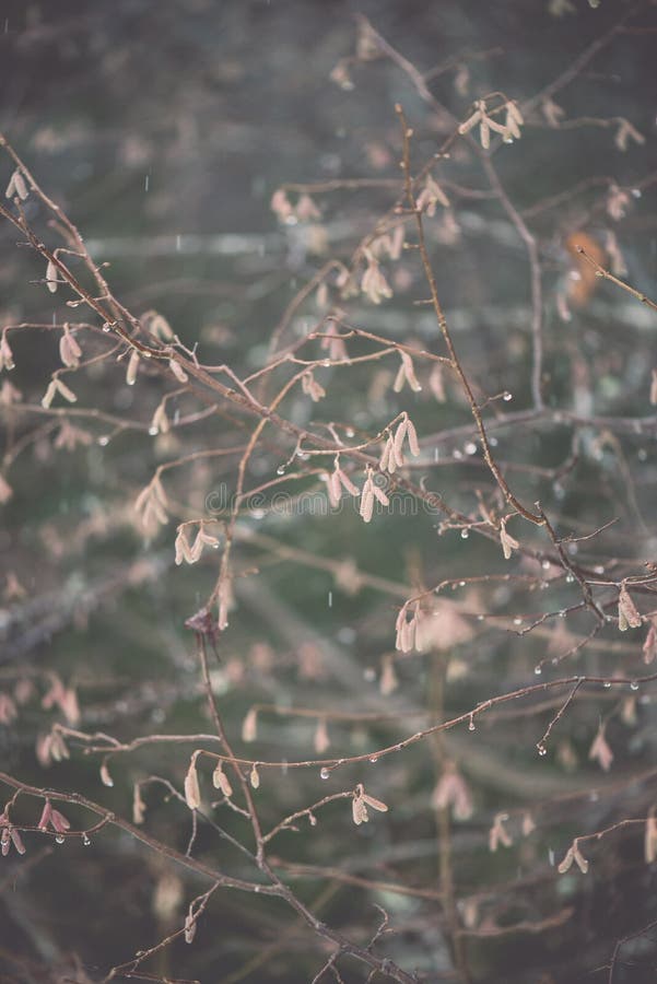 Wet Tree Branches in Winter Forest - Vintage Retro Stock Photo - Image ...