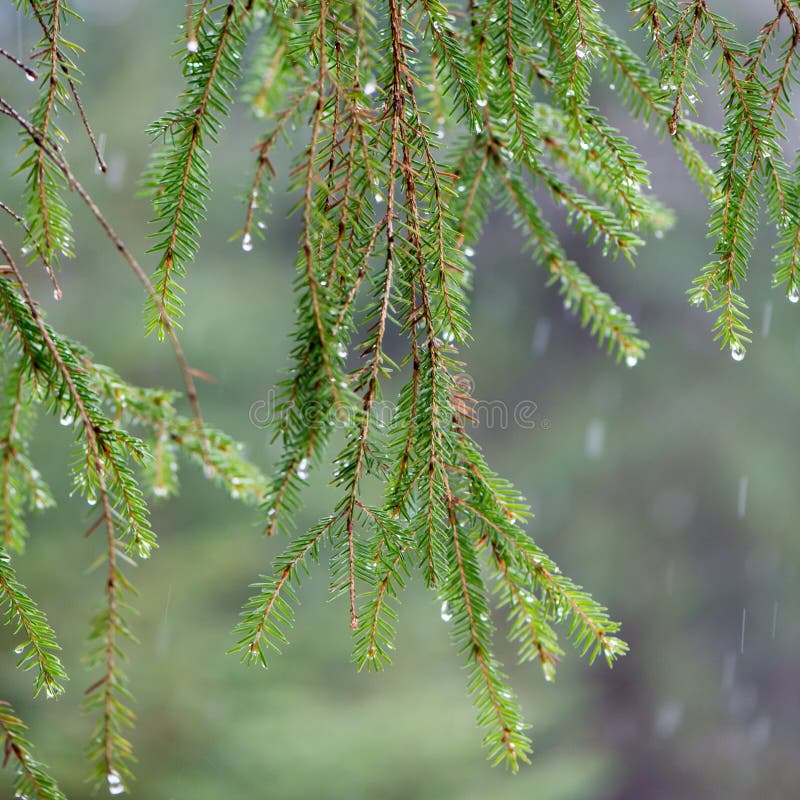 Wet Tree Branches in Winter Forest Stock Image - Image of christmas ...