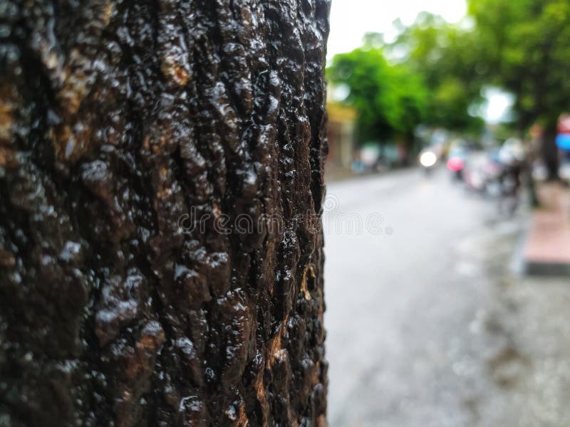 A wet tree in the morning stock image. Image of tree - 207387645
