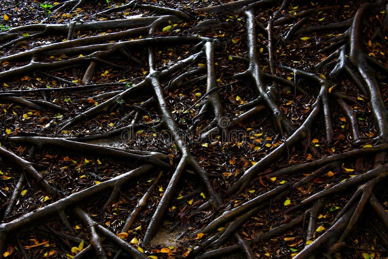 Wet Tree Roots. Root Interlacing Stock Image - Image of roots, forest ...