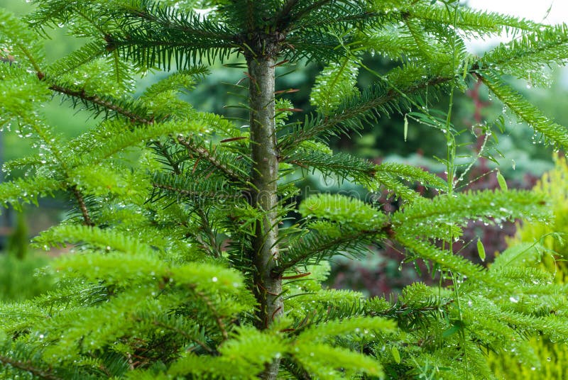 Wet Tree Tree Stands after the Rain Stock Image - Image of close ...