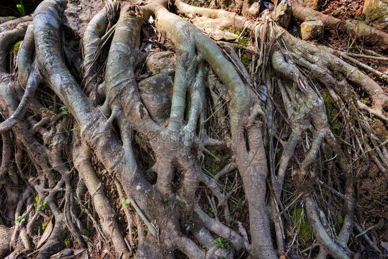 Old Tree root stock photo. Image of park, tree, ground - 159121738