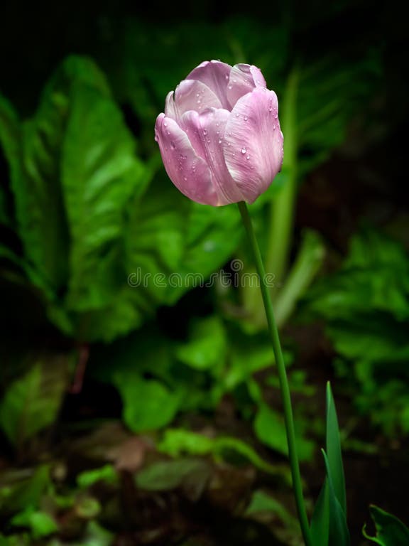 Wet tulip stock photo. Image of plant, magenta, stem - 24540760