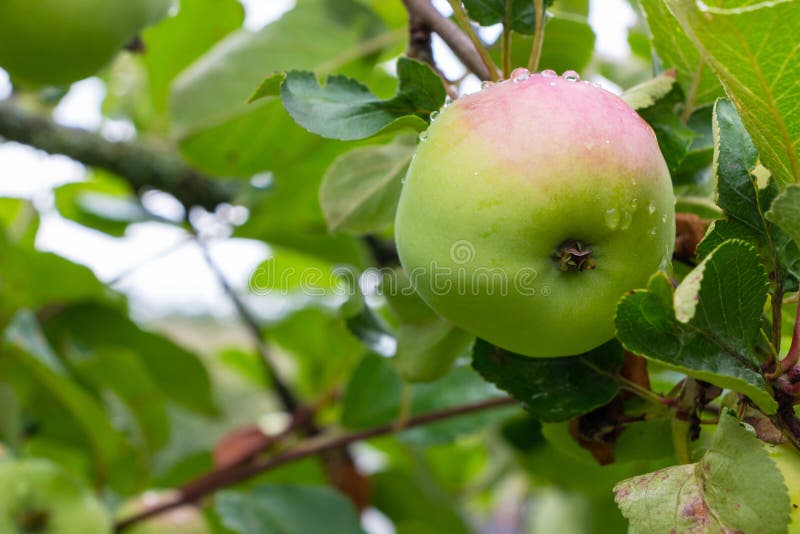 Wet Unripe Apples on a Tree with Green Leaves in Summer Stock Photo ...