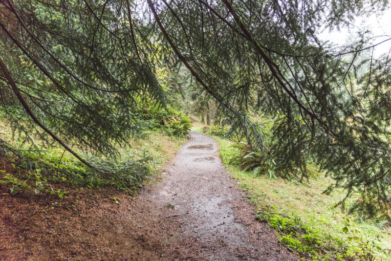 Muddy Walking Path in Forest Park Stock Image - Image of autumn, land ...
