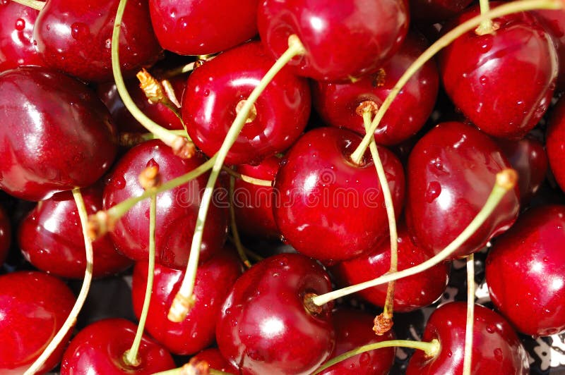 Wet wild cherries stock photo. Image of snack, drink, sensual - 7758968