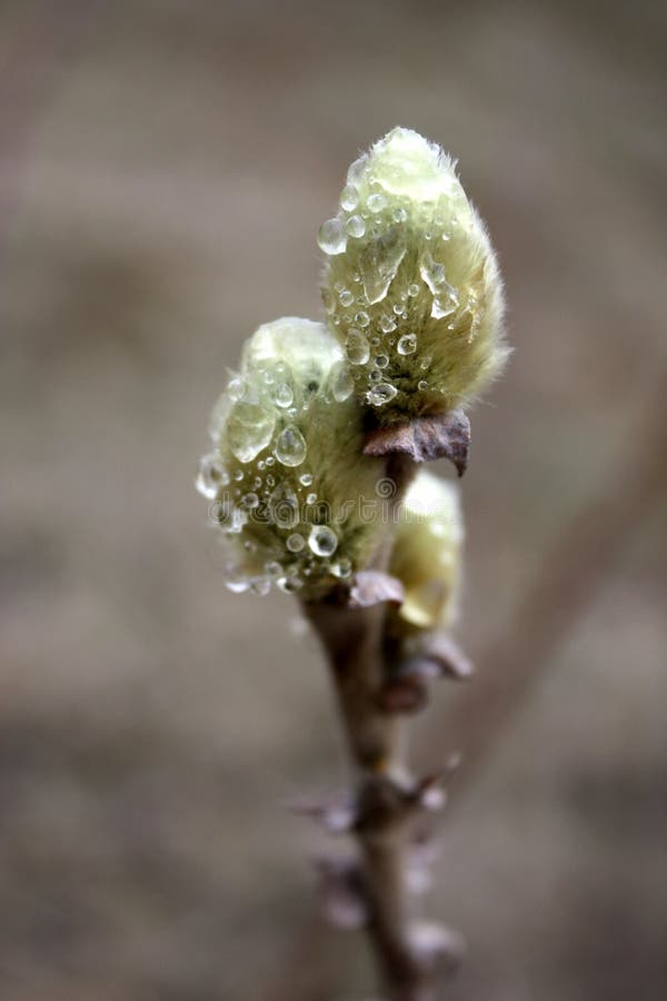 Wet willow stock photo. Image of drops, willow, nature - 12076884