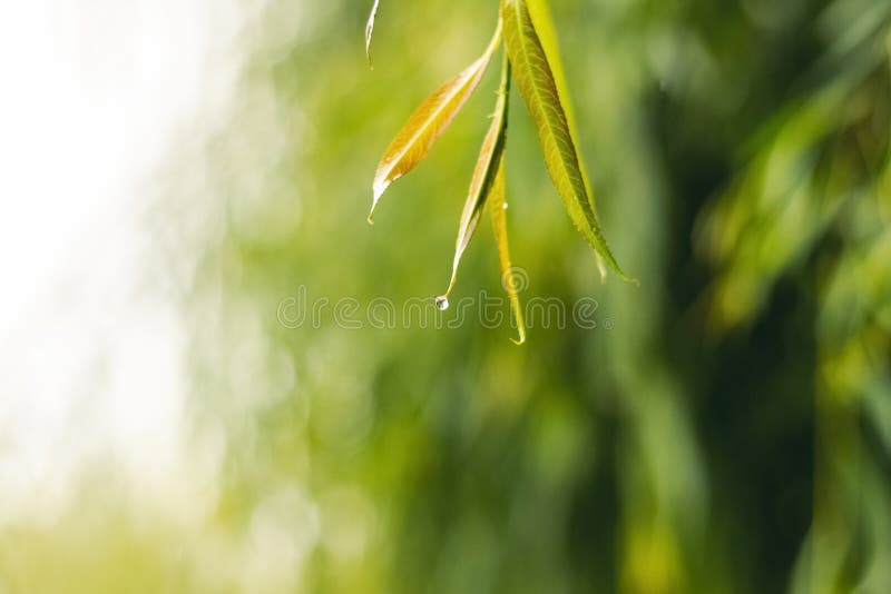 Wet Willow Branch with Green Leaves in the Rain Stock Photo - Image of ...