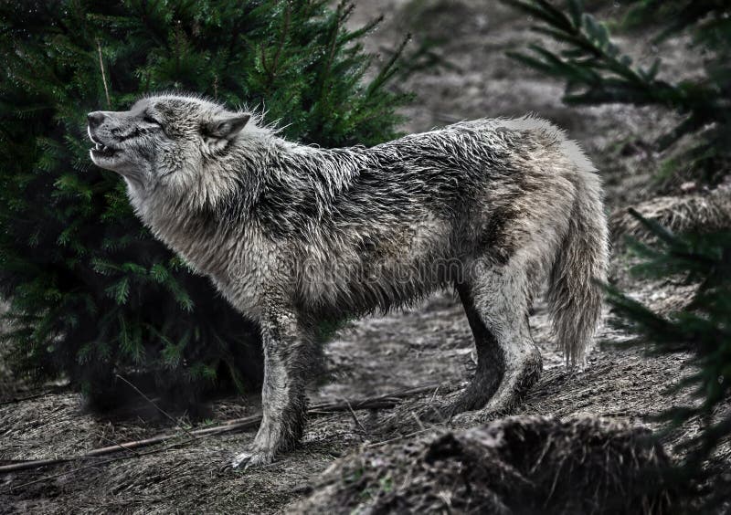 Howling wolf 1 stock image. Image of fang, creature - 246720541