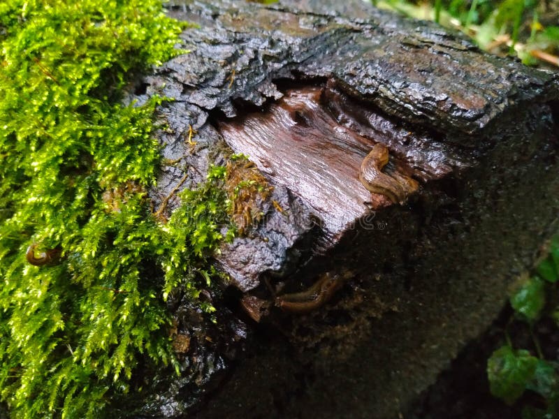 Wet wood log in moss stock image. Image of collecting - 171049585