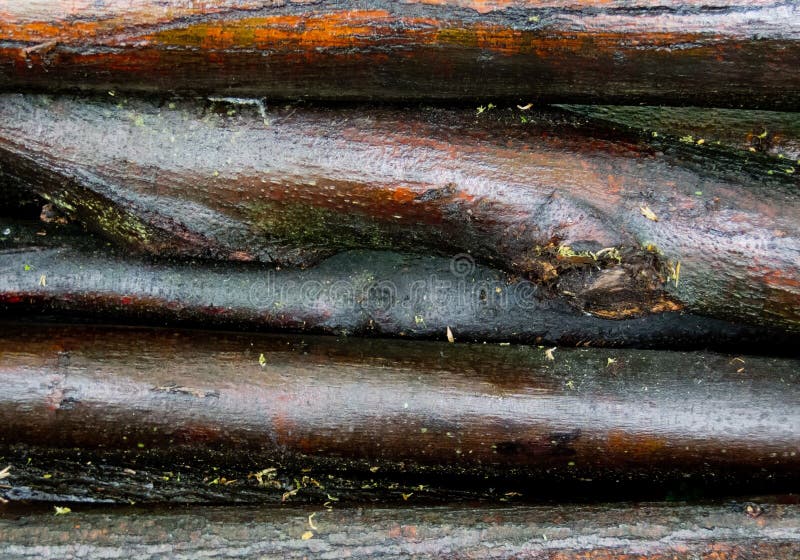 Wet wood logs stock photo. Image of color, logs, timber - 36049908
