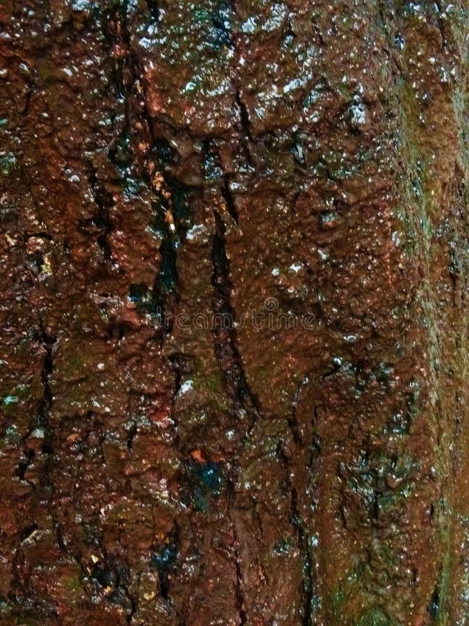 Wet wood tree texture stock photo. Image of classic - 220841720