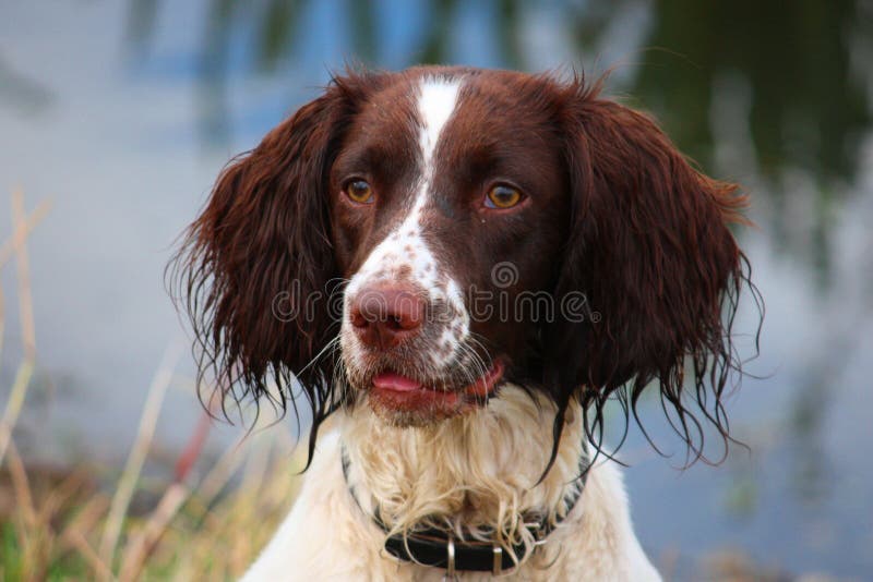 A Wet Working English Springer Spaniel Stock Image - Image of doggy ...