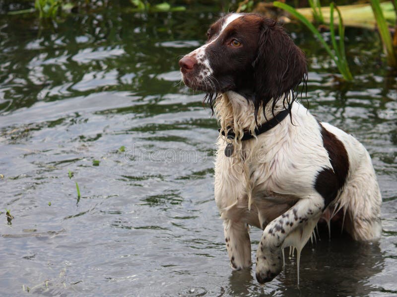 A Wet Working English Springer Spaniel Stock Image - Image of green ...