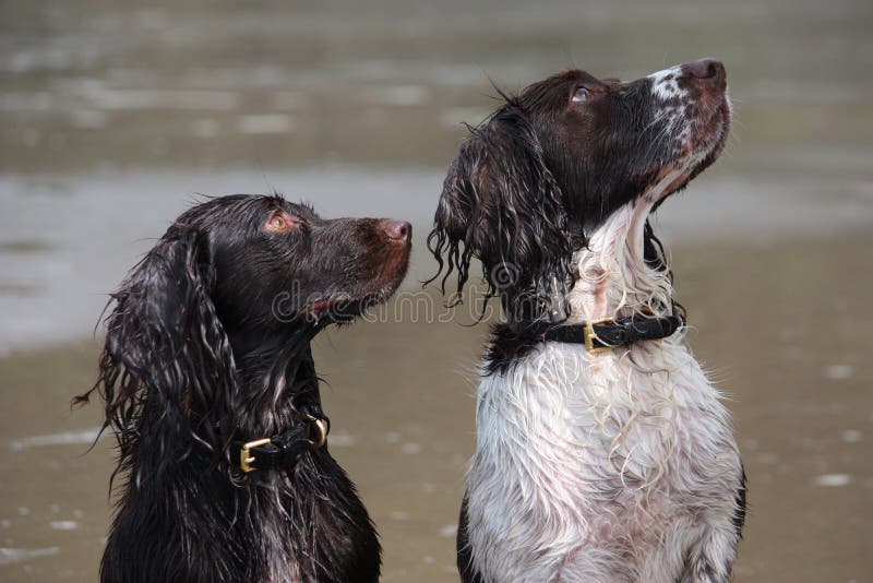 A Wet Working English Springer Spaniel Stock Image - Image of green ...