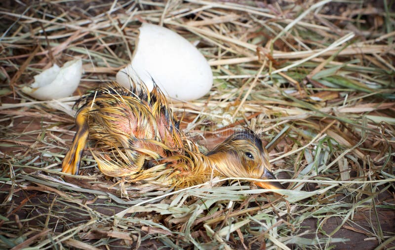 Wet Yellow Hatched Duckling Stock Photo - Image of shell, hatching ...