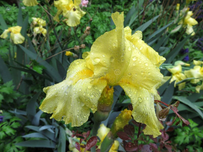 Wet Yellow Iris Flower in May Stock Photo - Image of iris, garden ...
