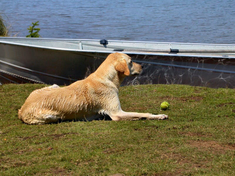 Wet Yellow Lab on Lake Shore Stock Photo - Image of puppy, shore: 3005206