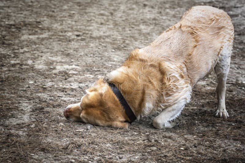 Yellow Labrador Standing in a Lake Looking Directly at His Ball Stock ...