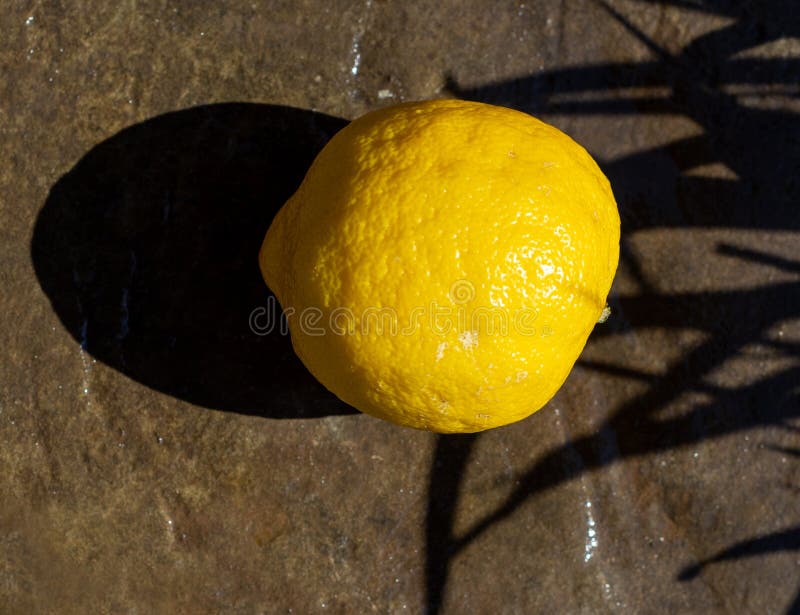 Wet Yellow Lemon Lying on a Stone Stock Image - Image of ingredient ...