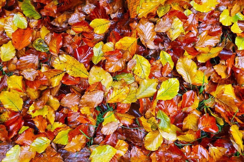 Wet Yellow Red Fallen Leaves on the Ground. Stock Image - Image of dyed ...