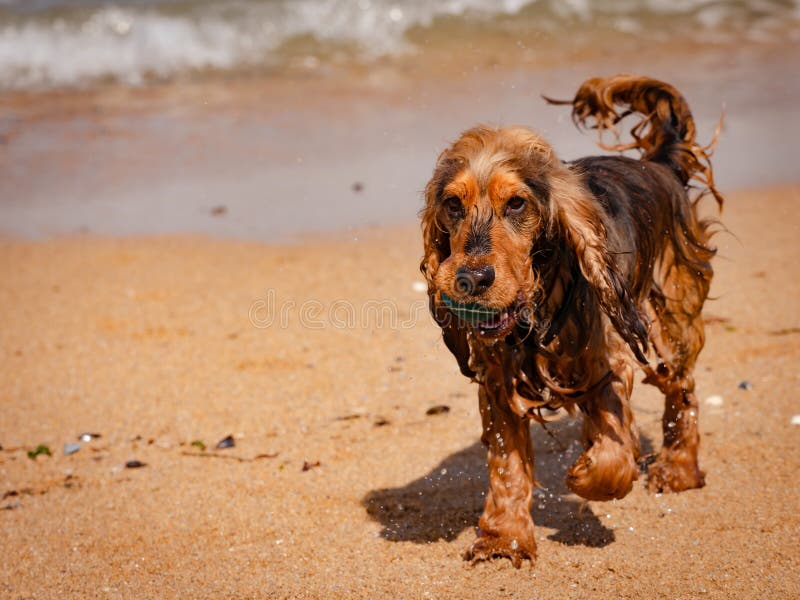 Wet Young Cocker Spaniel on the Beach after Swimming in the Sea Stock ...