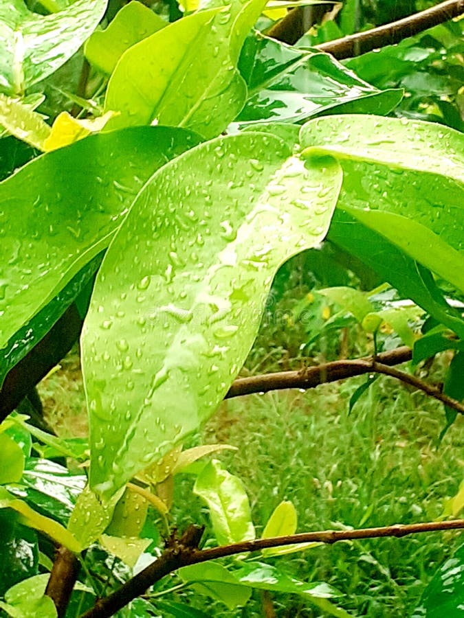 Weter guava leaves stock image. Image of forest, guava - 258970367